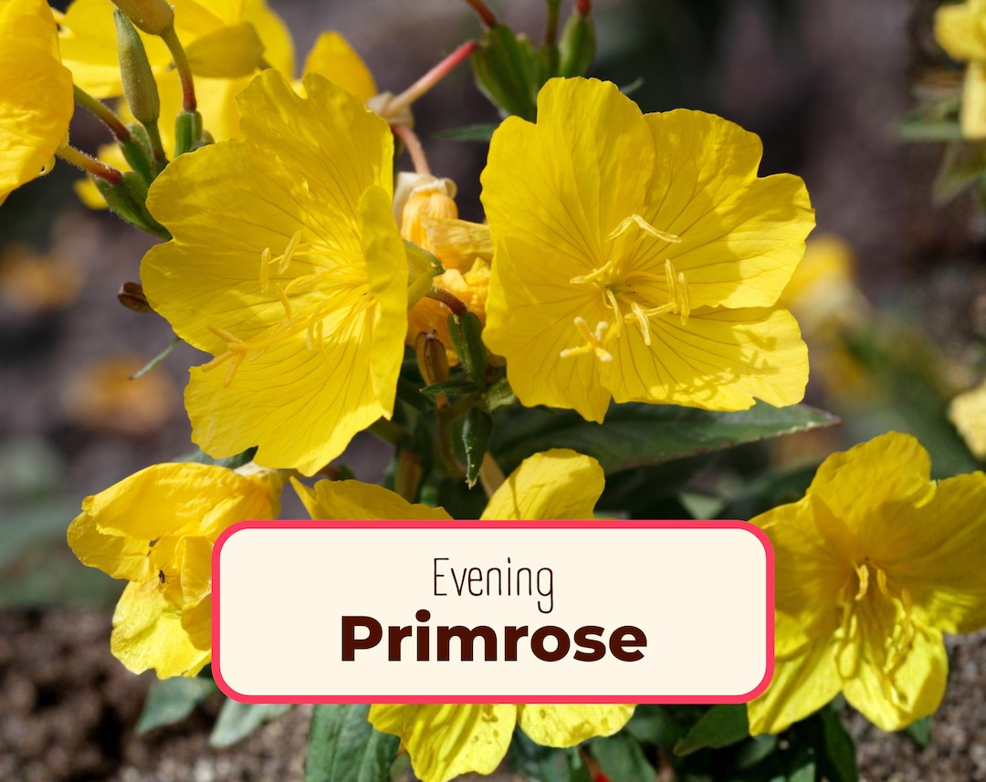 3500+ Yellow Evening Primrose Seeds | Native Flower Gardening Seed ...