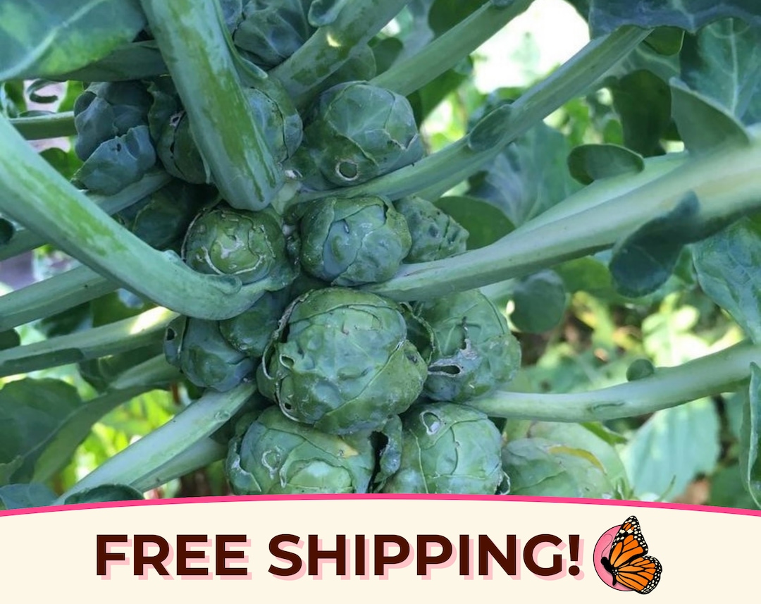 2700+ Brussels Sprouts 'long Island' Seeds | Non-gmo, Heirloom ...