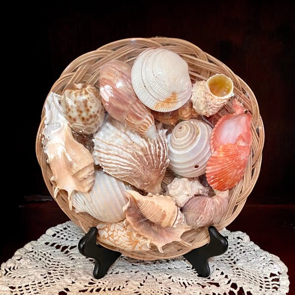 Sea Shell Display - Etsy