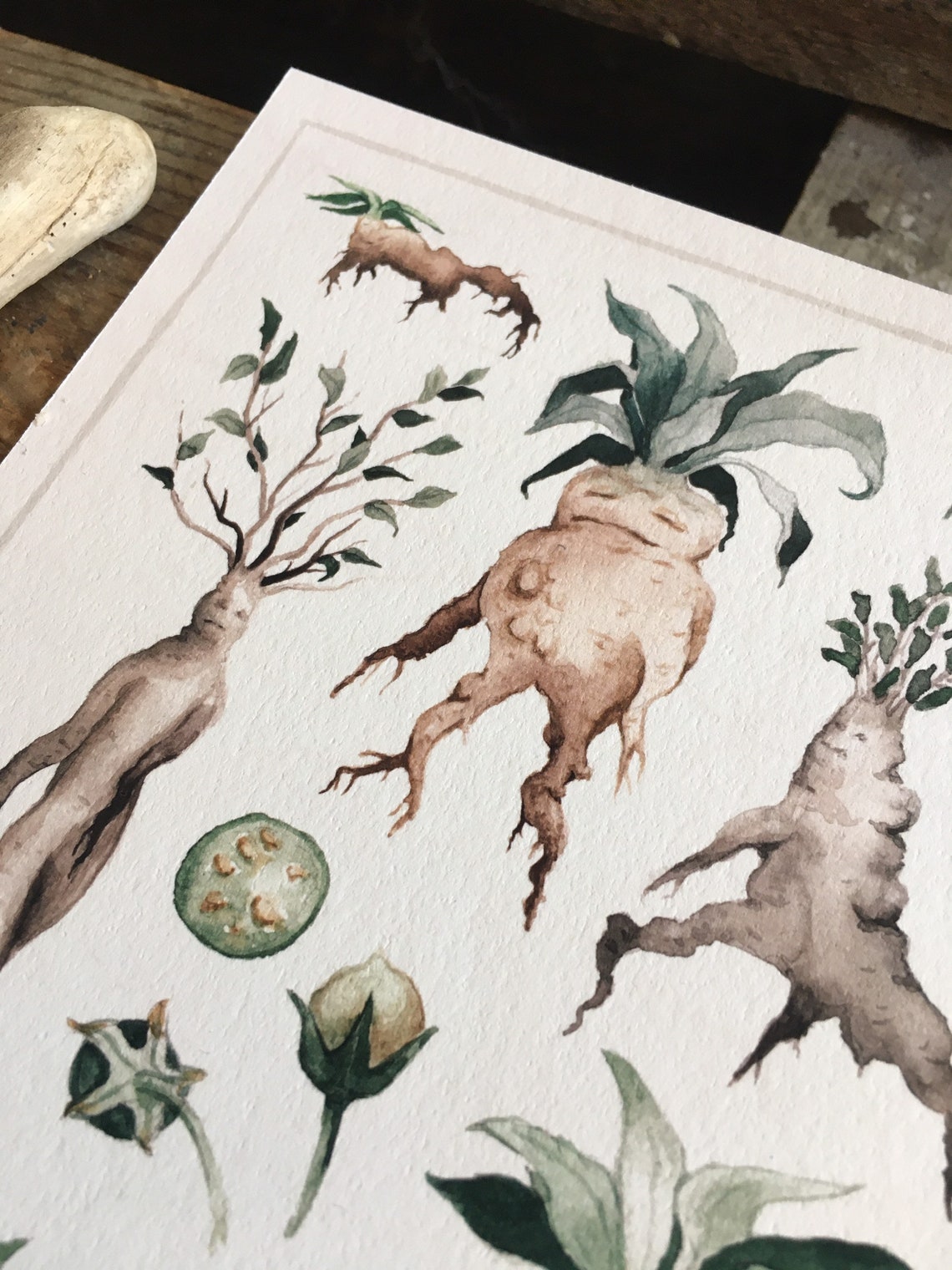 Mandrake, Watercolor, Art Print. - Etsy