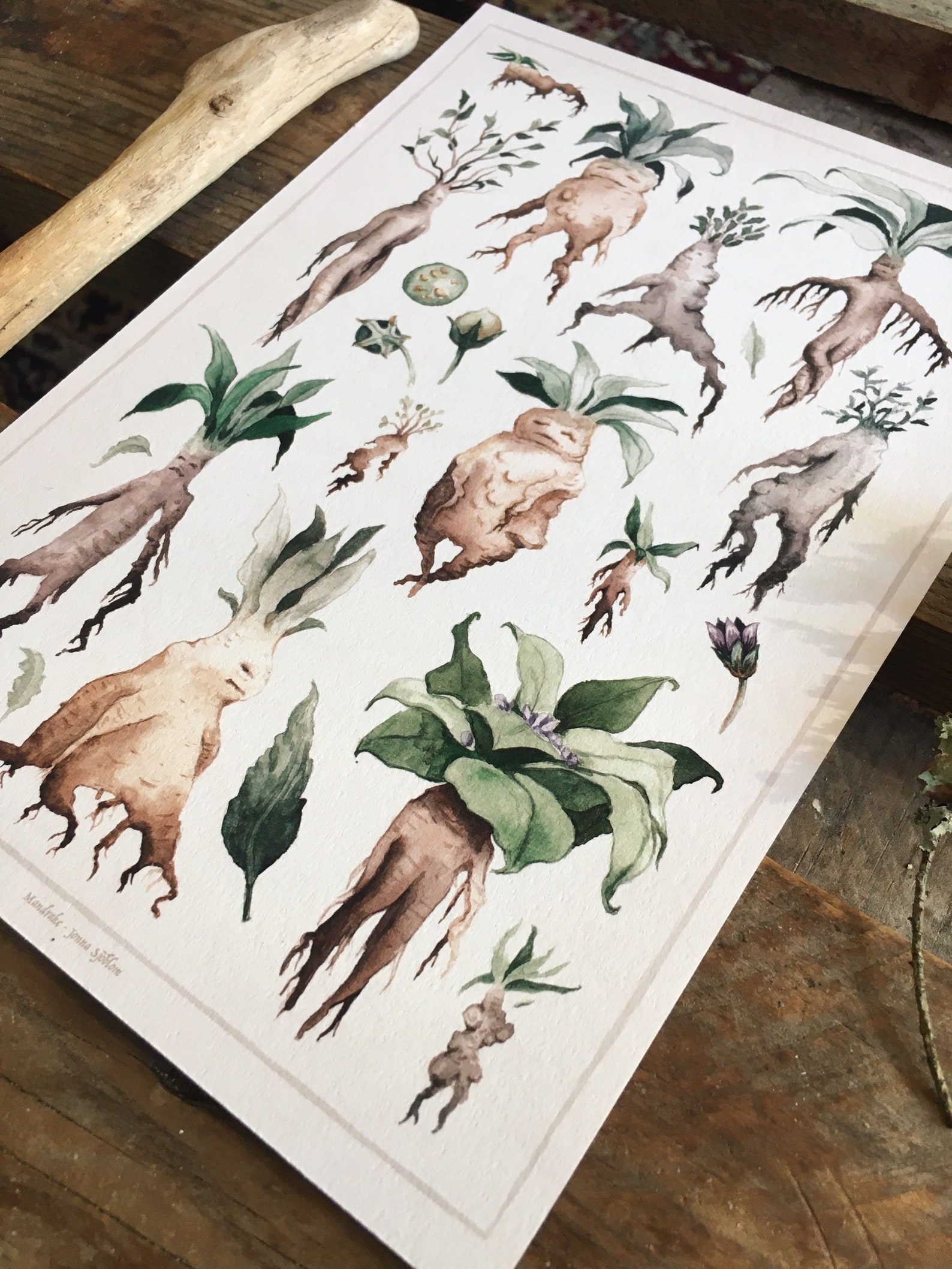 Mandrake, Watercolor, Art Print. - Etsy