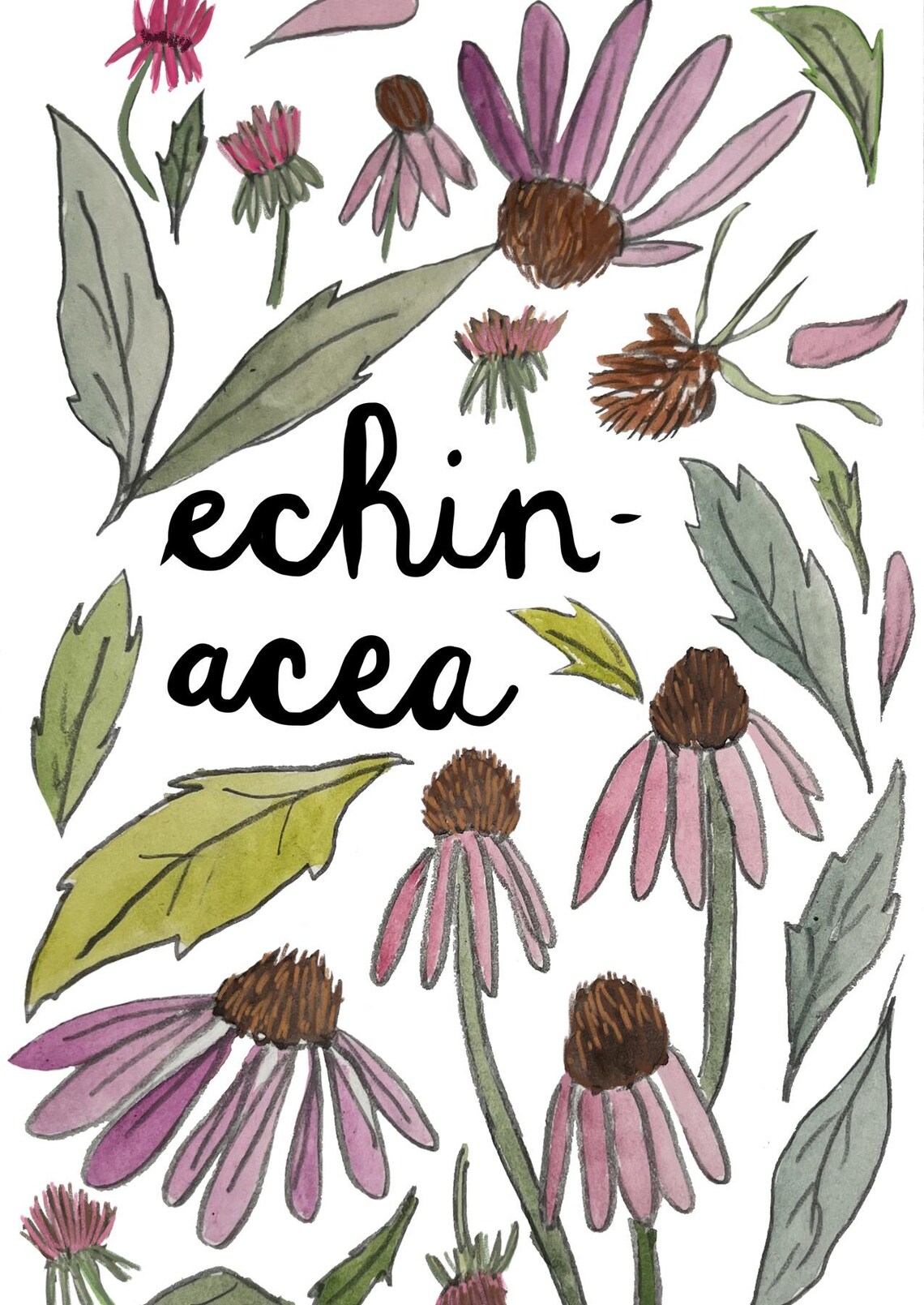 Edible Flowers Recipe Cards - Set of Six - Etsy