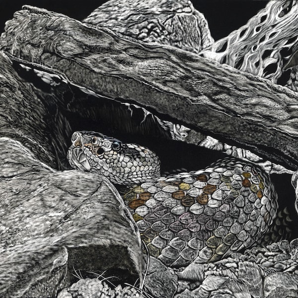 Scratchboard Animal Art - Etsy