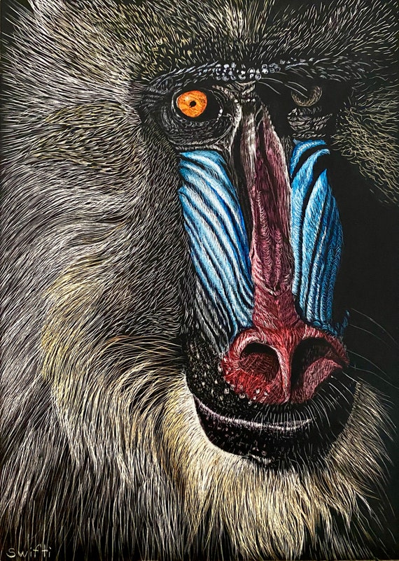 Mandrill Baboon