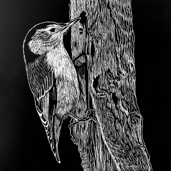 Scratchboard Art - Etsy