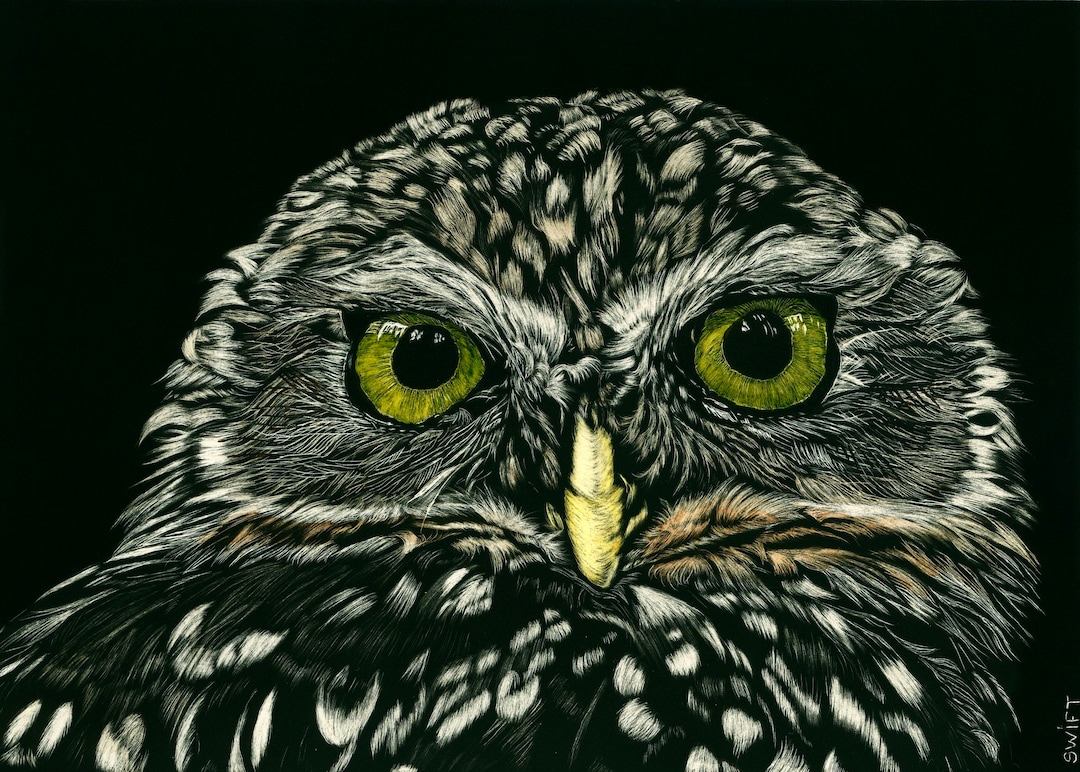 Burrowing Owl Scratchboard Print Reproduction - Etsy