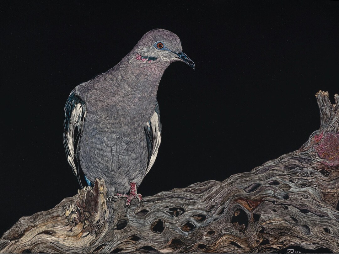 Giclee Fine Art Print Reproduction White Winged Dove Scratchboard - Etsy