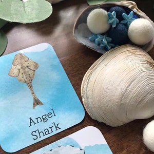 Shark 3 Part Cards PDF, Montessori Nomenclature Card, Classroom Decor ...