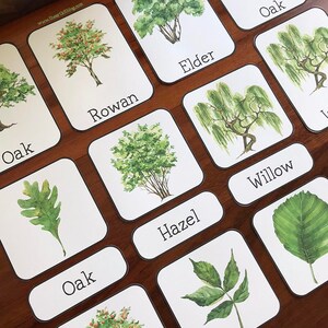 3 Part Cards, Trees, Leaves Printable, Classroom Decor, Tree Unit Study ...