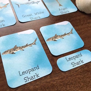 Shark 3 Part Cards PDF, Montessori Nomenclature Card, Classroom Decor ...