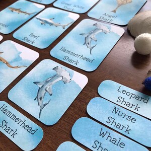 Shark 3 Part Cards PDF, Montessori Nomenclature Card, Classroom Decor ...