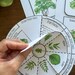 Trees and Leaves Science Study Guide, Foldable Wheel, Lift the Flap ...