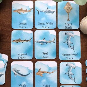 Shark 3 Part Cards PDF, Montessori Nomenclature Card, Classroom Decor ...