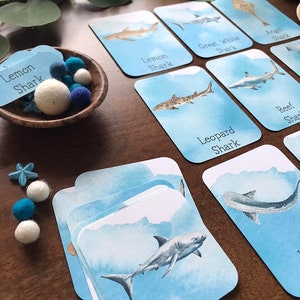 Shark 3 Part Cards PDF, Montessori Nomenclature Card, Classroom Decor ...