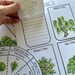 Trees and Leaves Science Study Guide, Foldable Wheel, Lift the Flap ...