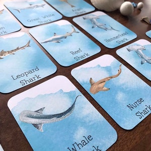 Shark 3 Part Cards PDF, Montessori Nomenclature Card, Classroom Decor ...