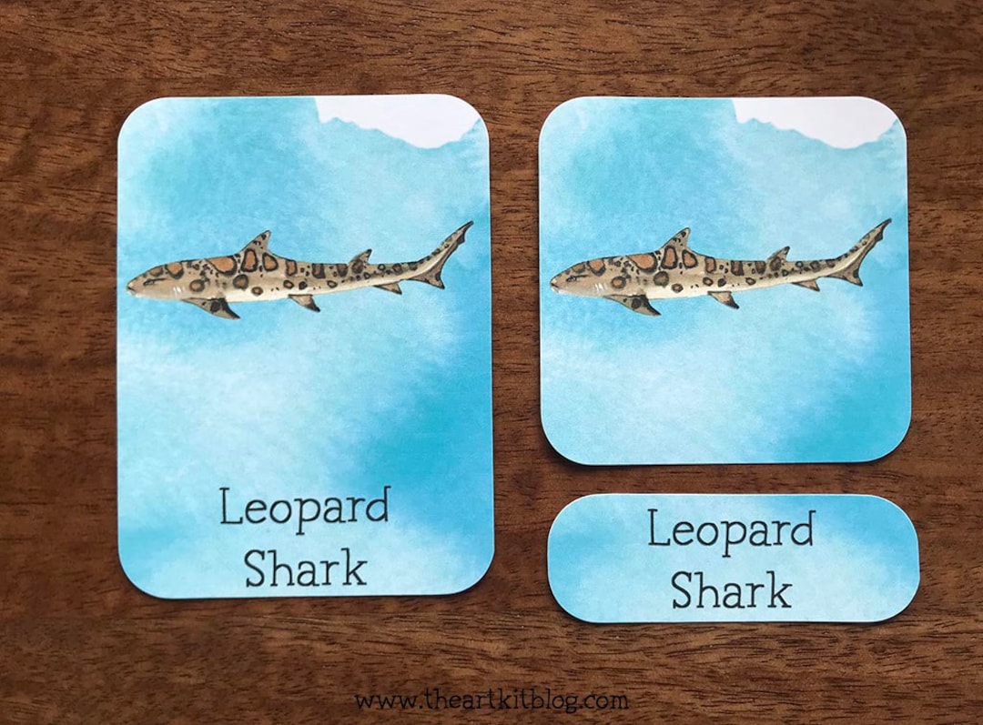 Shark 3 Part Cards PDF, Montessori Nomenclature Card, Classroom Decor ...