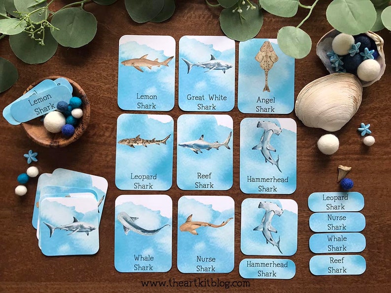Shark 3 Part Cards PDF Montessori Nomenclature Card - Etsy