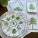Trees and Leaves Science Study Guide, Foldable Wheel, Lift the Flap ...