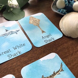 Shark 3 Part Cards PDF, Montessori Nomenclature Card, Classroom Decor ...