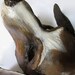 Dog Mask, Canine, Paper Mache, Costume, Cosplay, Puppy Dog - Etsy