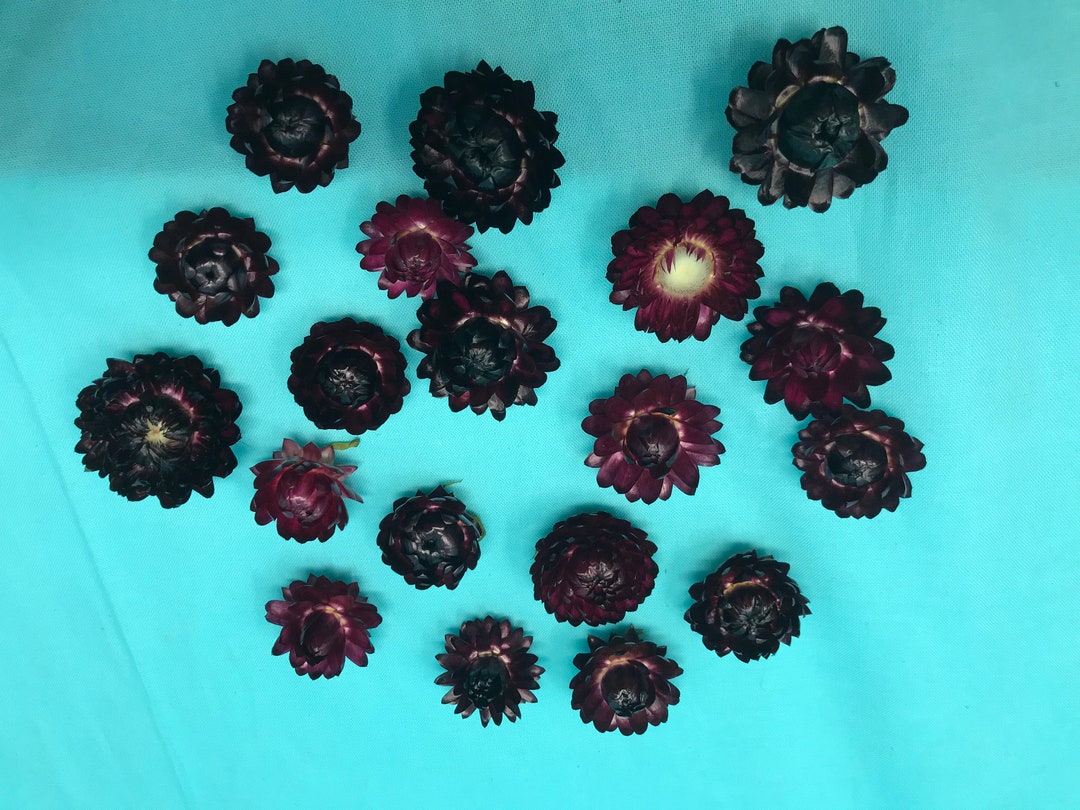A Pack of Deep Purple Strawflowers (dried) Ready for Use Crafting or ...