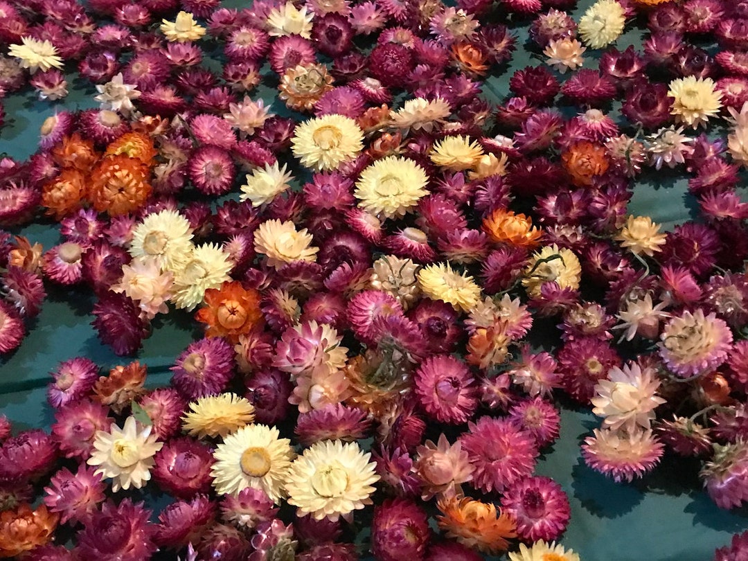 A Pack of Assorted Strawflowers (dried) Ready for Use Crafting - Etsy