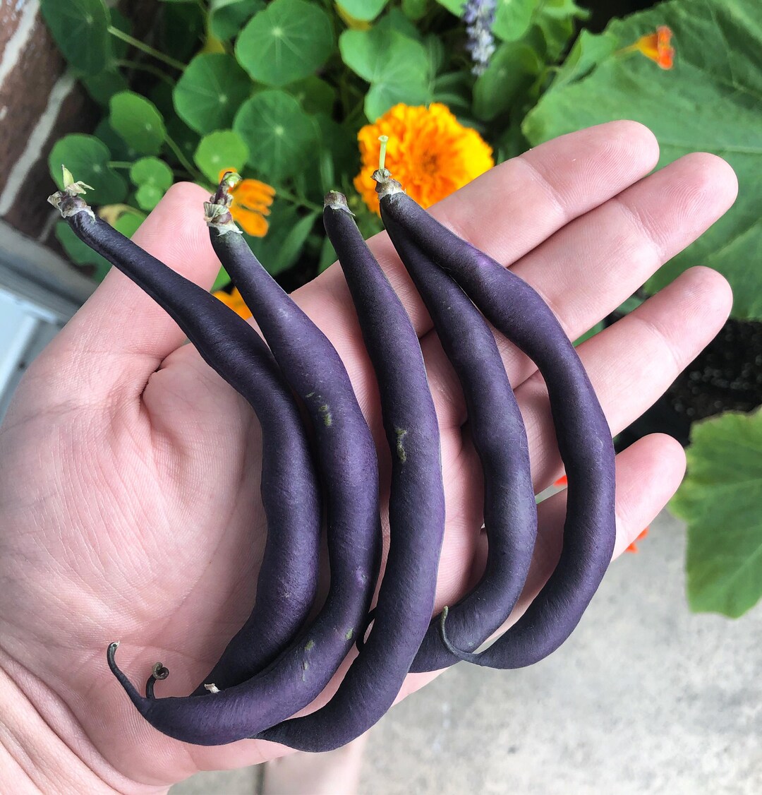 15 Heirloom NON-GMO Purple Queen Bush Beans - Etsy