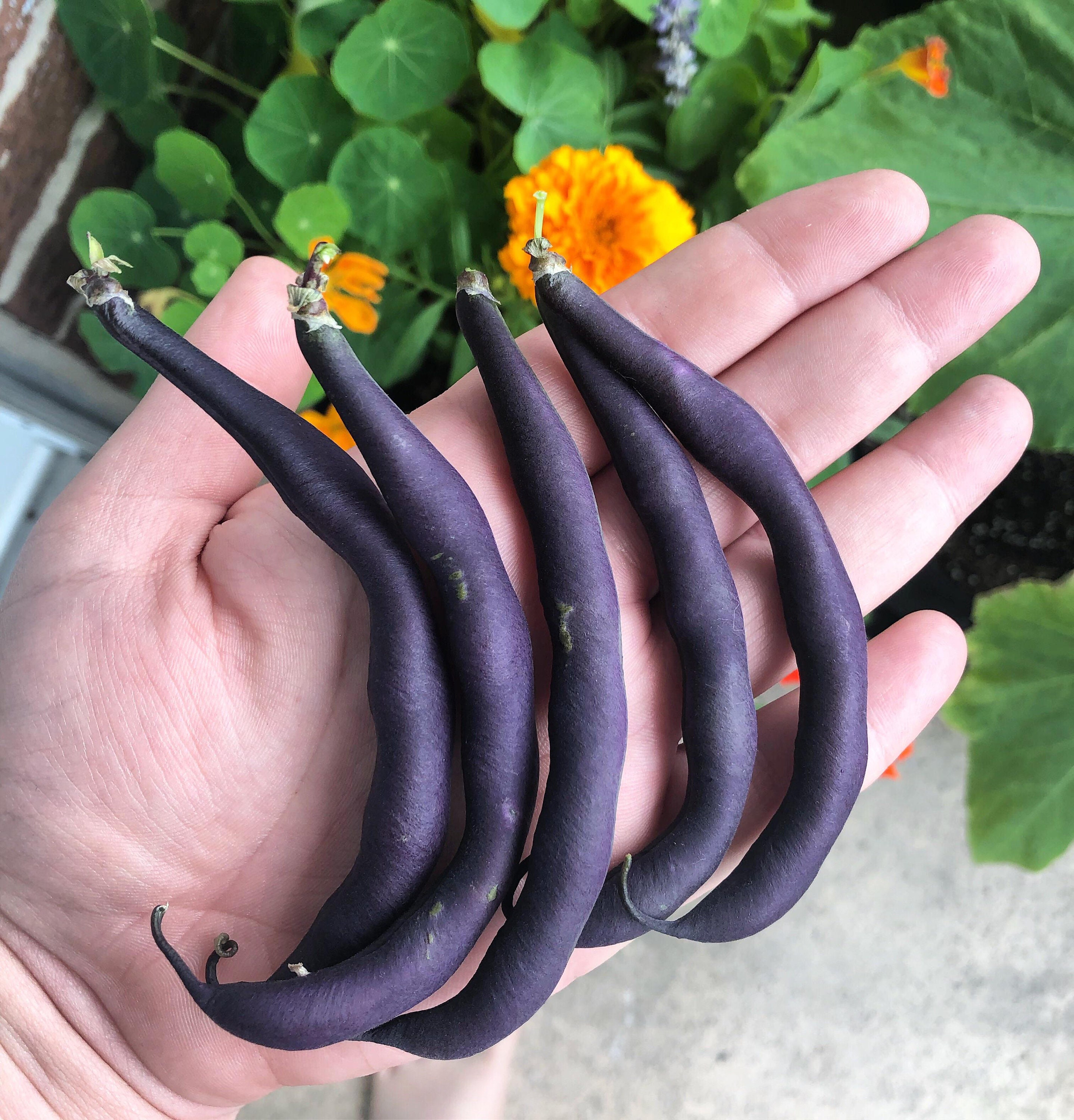 15 Heirloom NON-GMO Purple Queen Bush Beans - Etsy