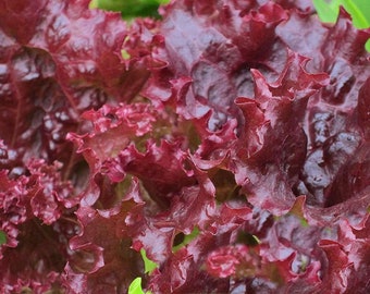 Ruby Red Leaf Lettuce Seed - Etsy