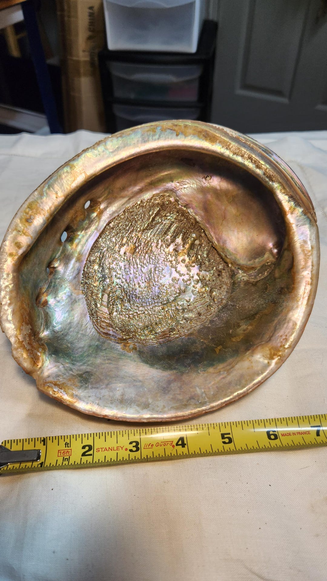 Red Abalone Shell, Vintage 1970's Very Large Natural Seashell - 7" X 7 ...