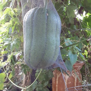 10 Seeds Apple Luffa Taiwan Gourd - Etsy
