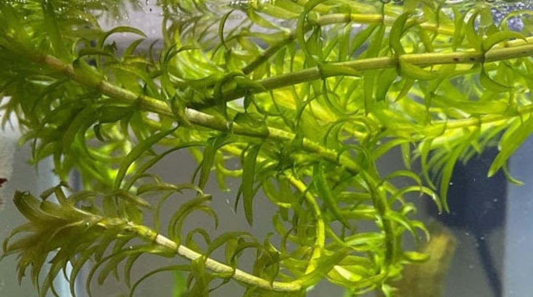 Live Cutting Anacharis Elodea Densa Floating Plant Bio Filter for Fish Pond Aquarium - Etsy