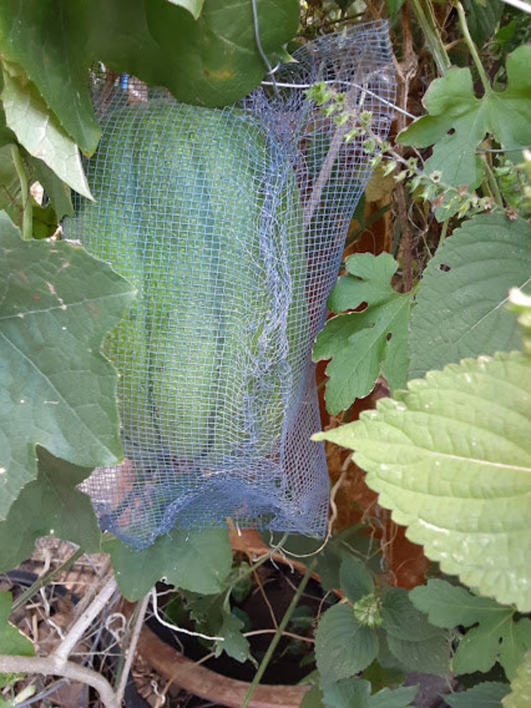 10 Seeds Apple Luffa Taiwan Gourd - Etsy