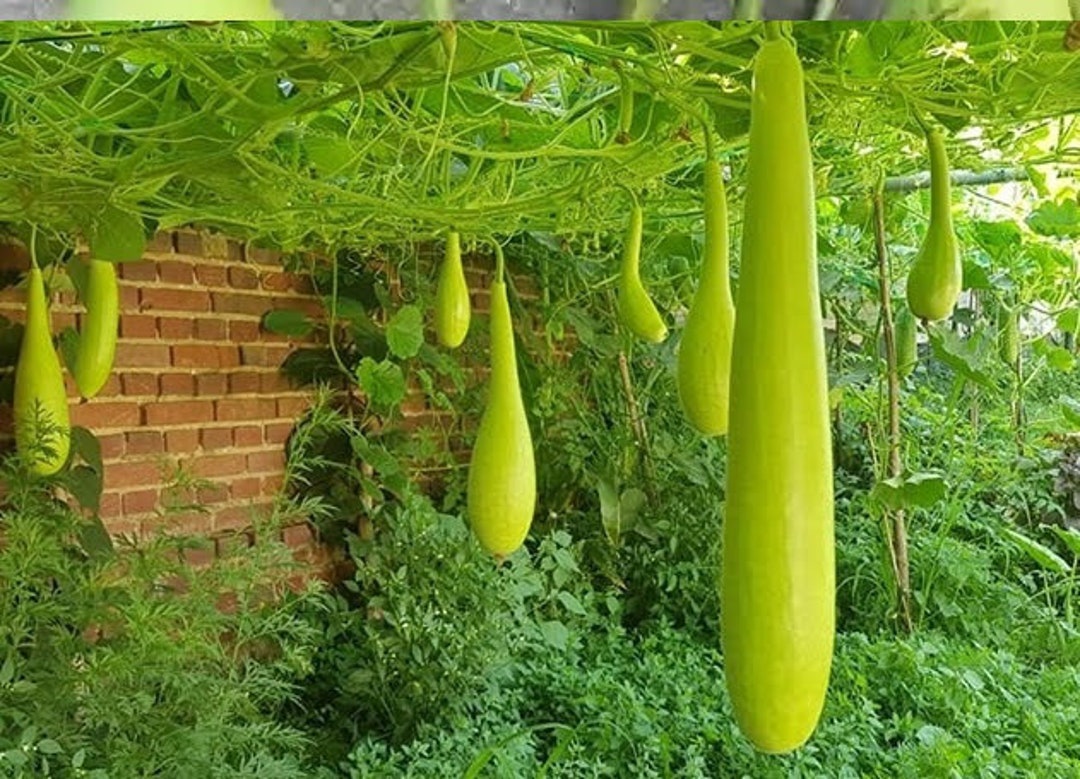 10 Seeds Long Bottle Gourd Bâu Trái Dài - Etsy