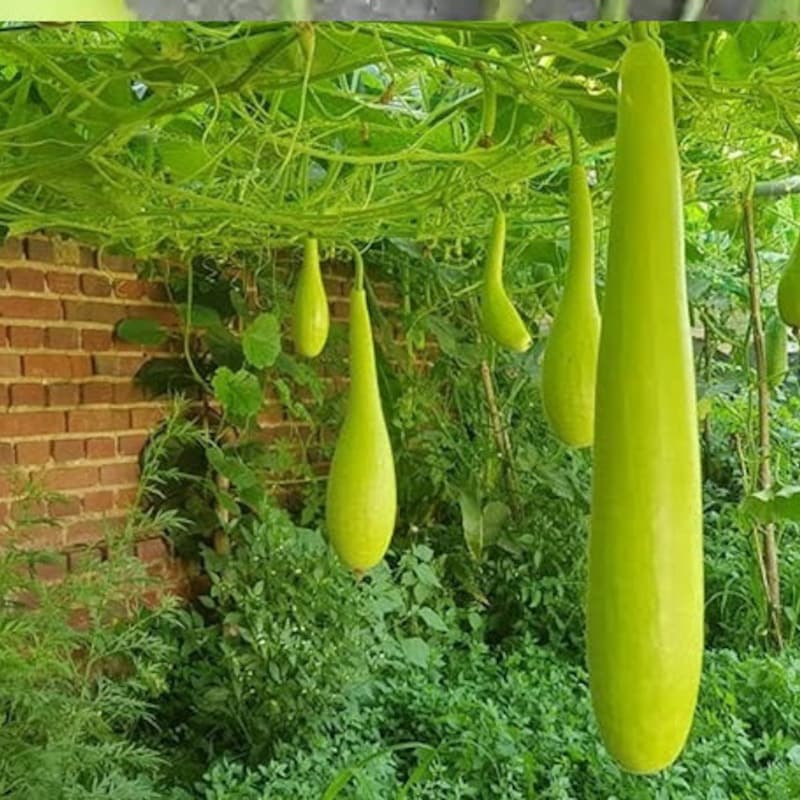 Gourd Water Bottle - Etsy