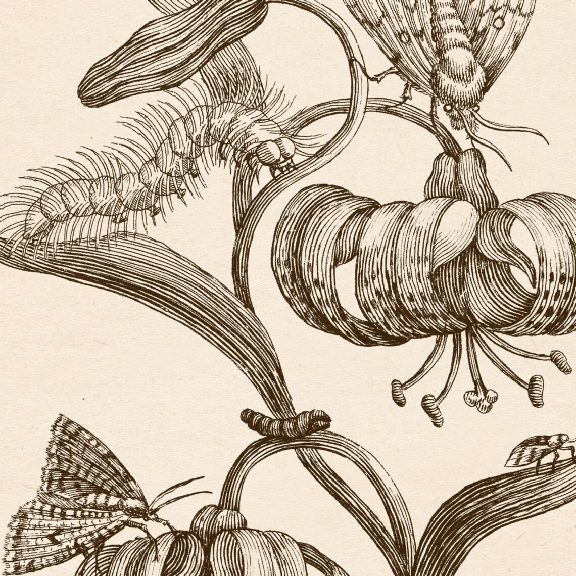 Digital download Vintage insect print Insect illustration | Etsy