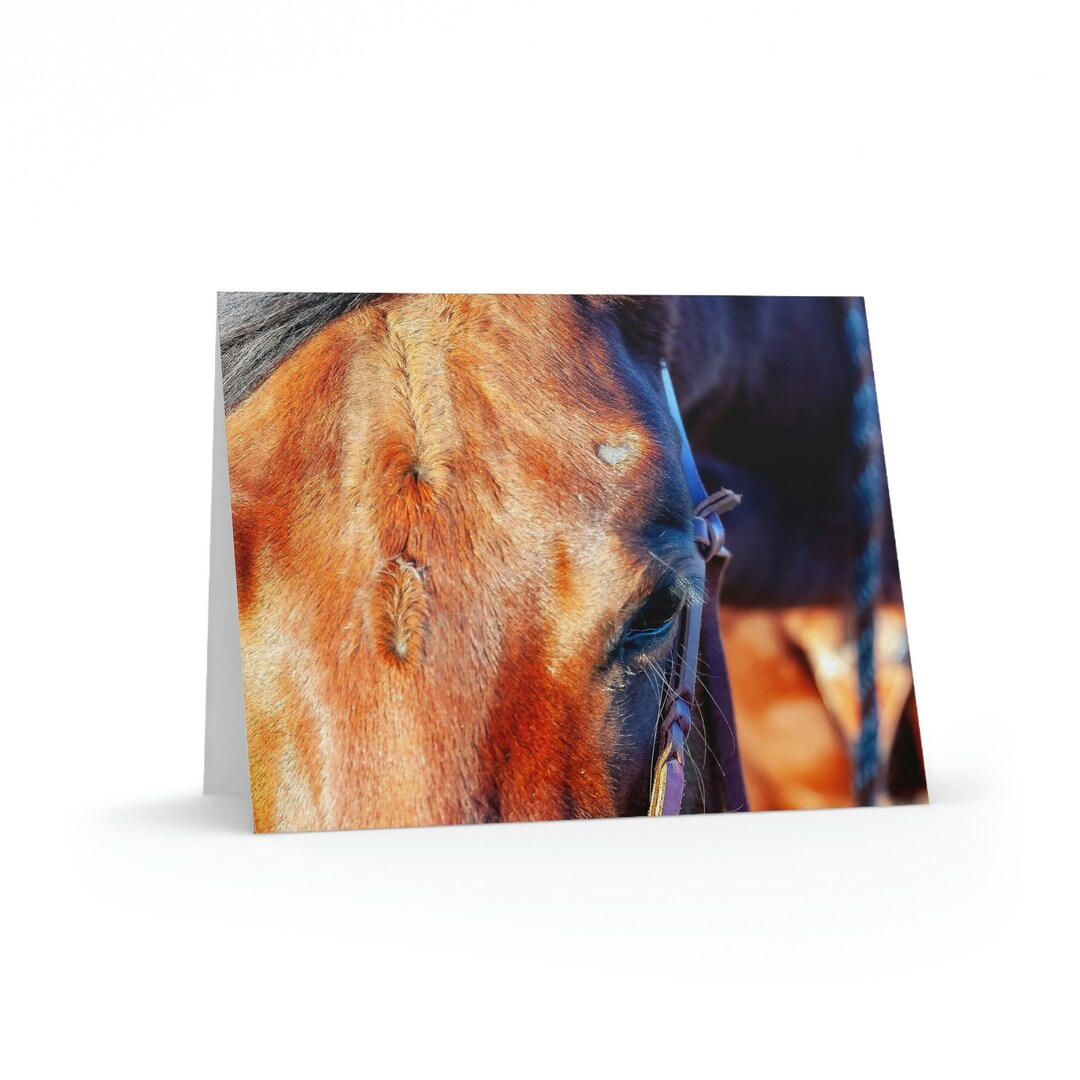 Equine Fine Art Photo Note Card, Horse Greeting Cards, Cowboy Birthday ...