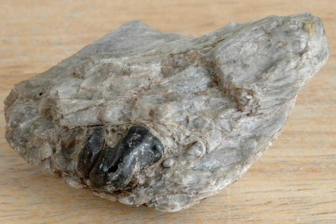 Obsidian Nodule "apache Tear" in Perlite Matrix 16-007 - Etsy