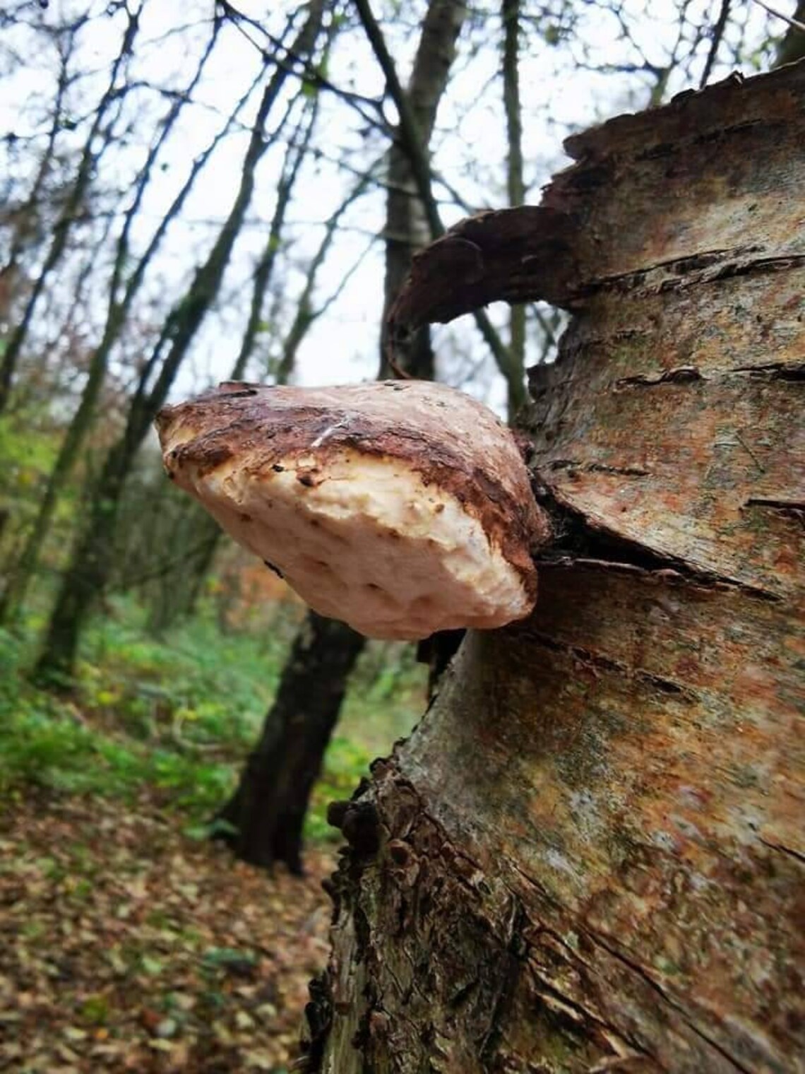 Birch Polypore Fomitopsis Betulina Botanical Mushroom Etsy