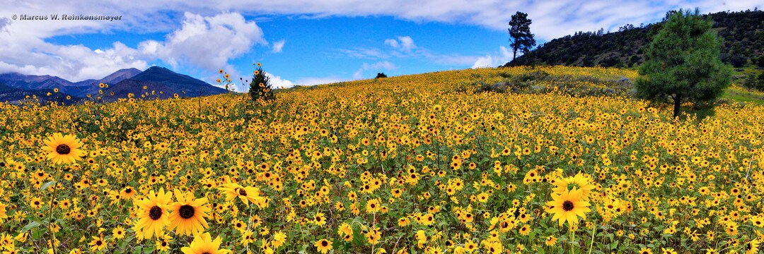Northern Arizona Sunflower Field Panoramic Photo: Canvas or Metal Print ...