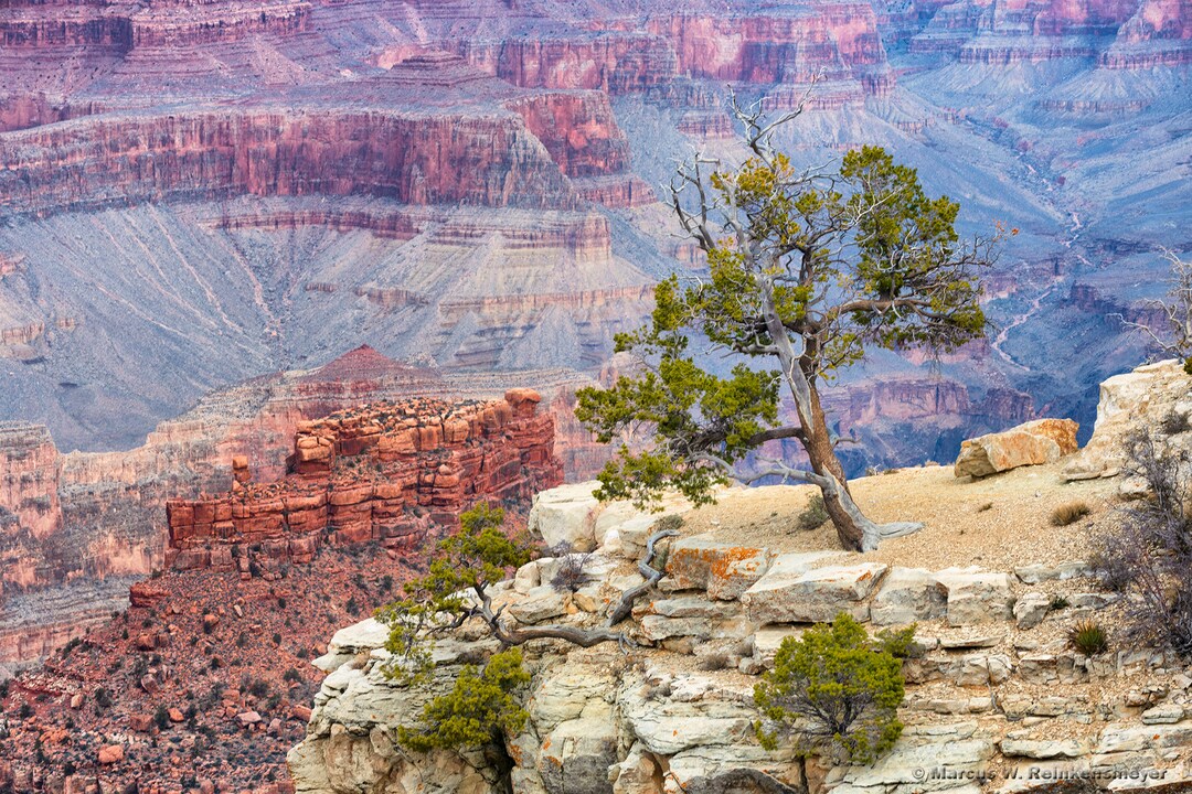 Lone Tree, Grand Canyon, Arizona Print, Canvas or Metal Plate - Etsy