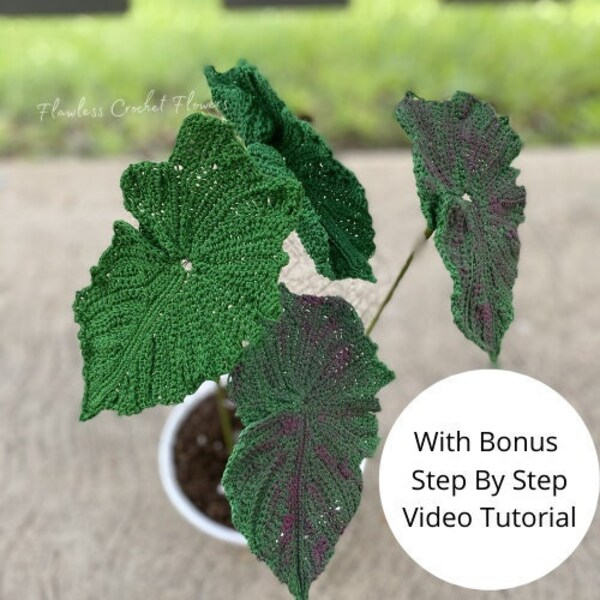 Angel Wing Begonia - Etsy