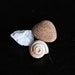 Mini Fossil & Mineral Pack - Etsy