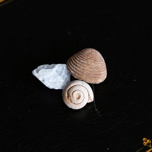 Mini Fossil & Mineral Pack - Etsy