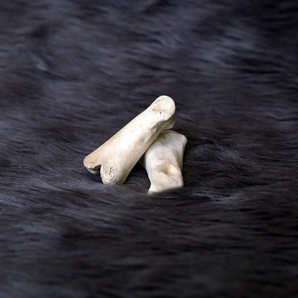 Whitetail Deer - Etsy