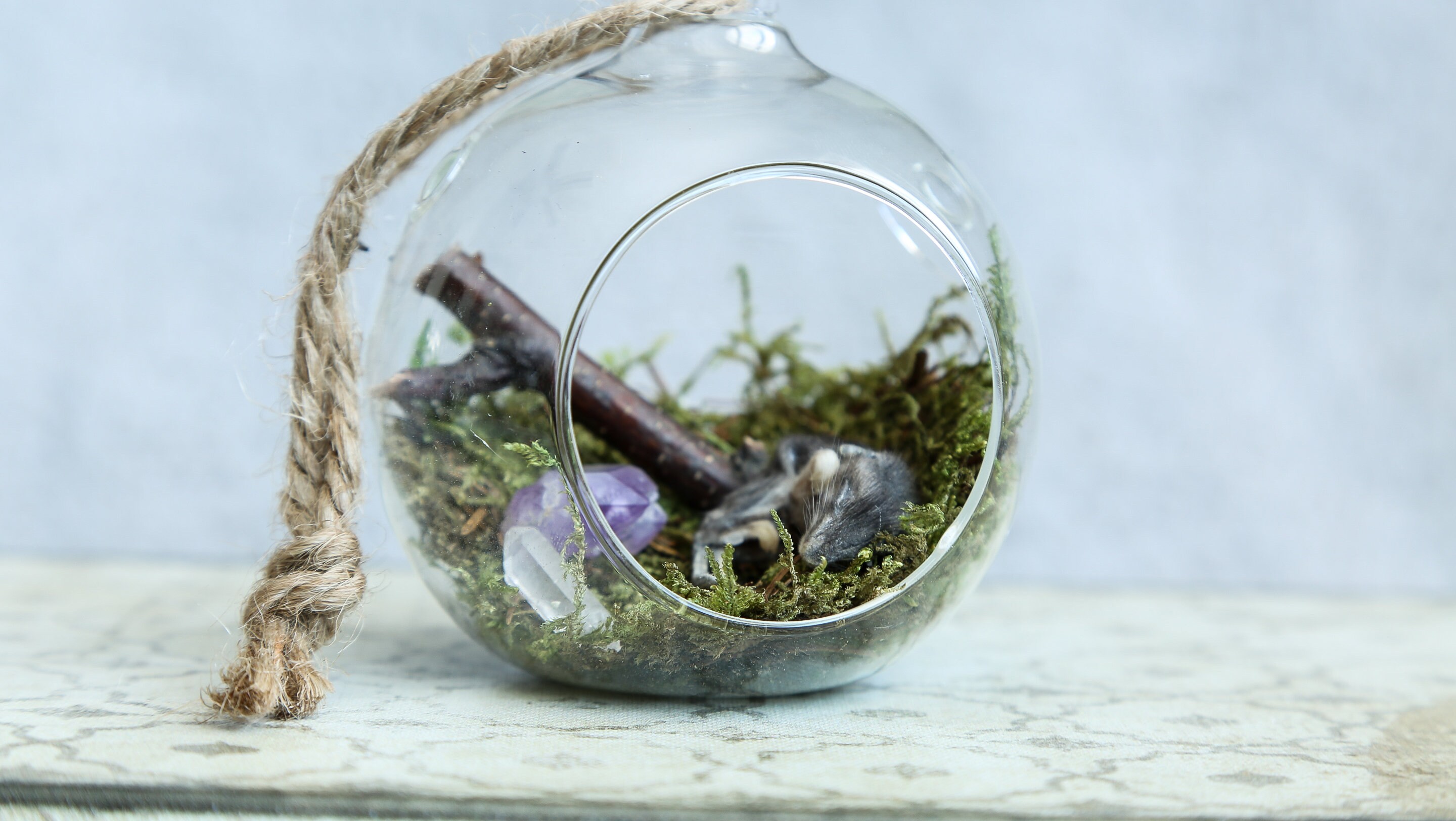 Real Mouse Pup - Round Glass Terrarium - Etsy