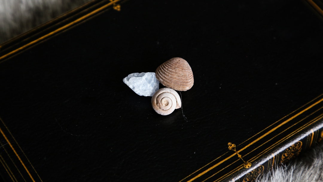 Mini Fossil & Mineral Pack - Etsy