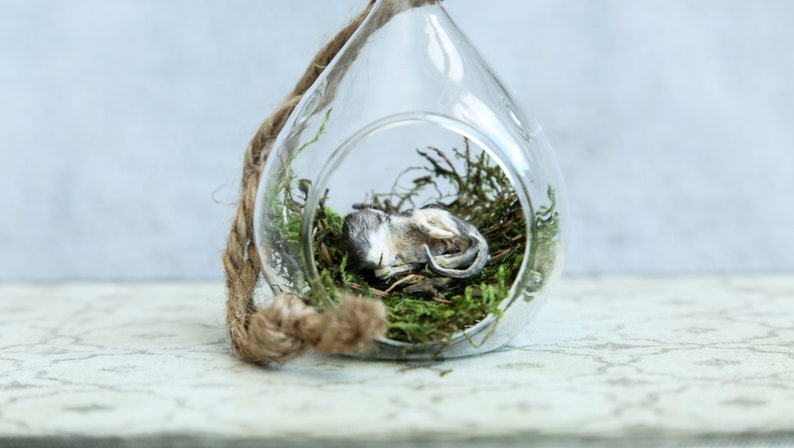 Real Mouse Pup - Teardrop Glass Terrarium - Etsy