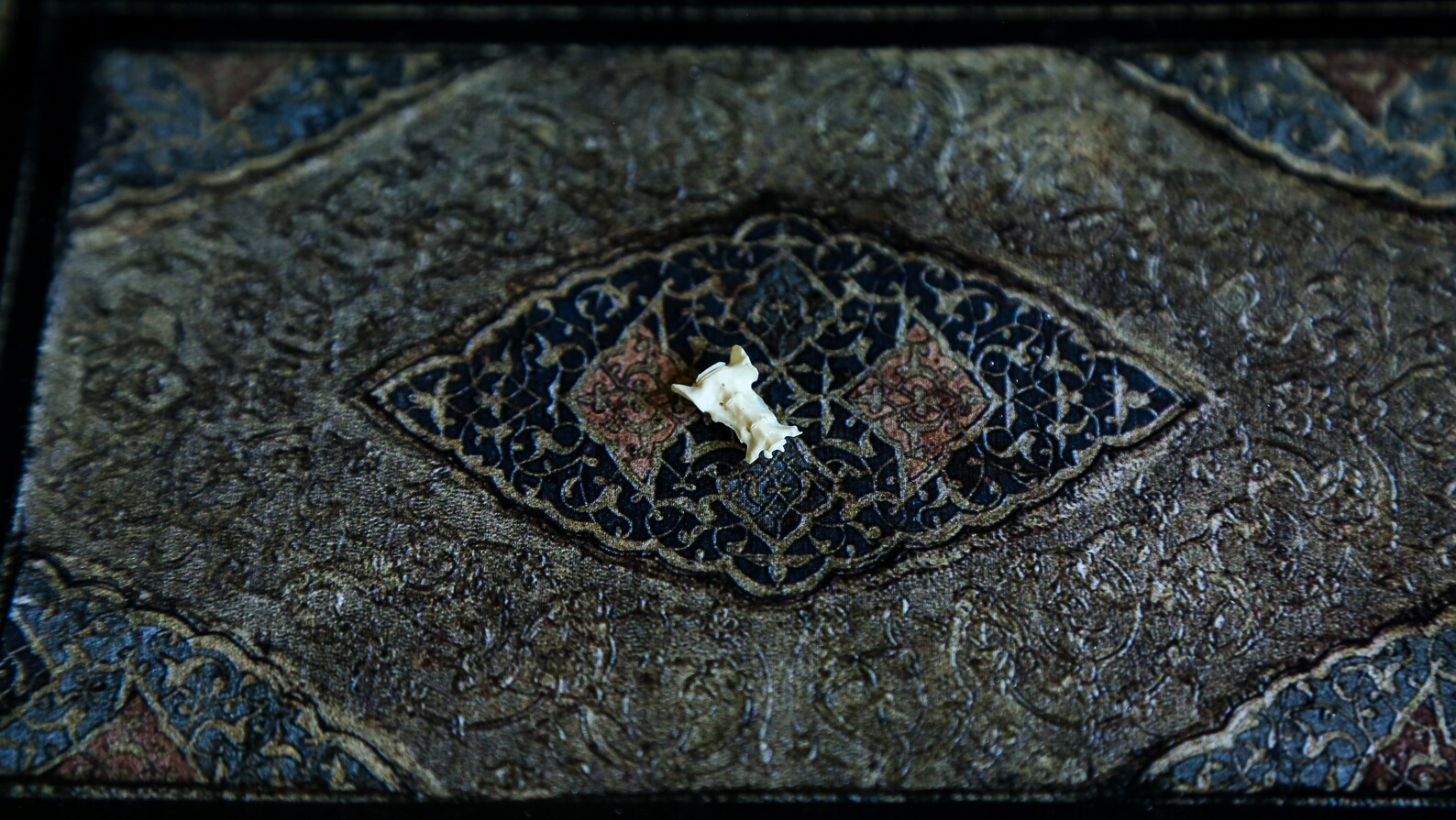 Thirteen-lined Ground Squirrel Sacrum - Etsy